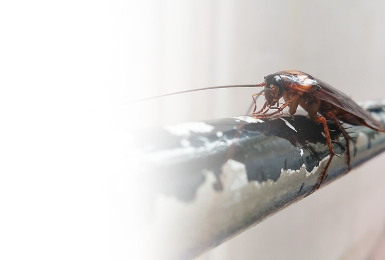 Fast & Effective Cockroach Control in Perth | Fantastic Pest Control