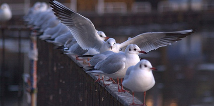Effective Bird Control & Proofing in Melbourne | Fantastic Pest Control