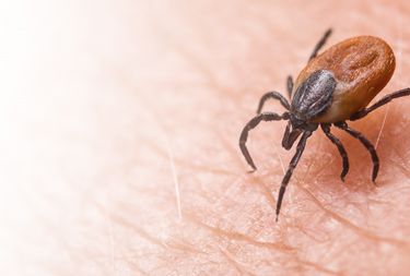 Professional Tick Control in Brisbane | Fantastic Pest Control
